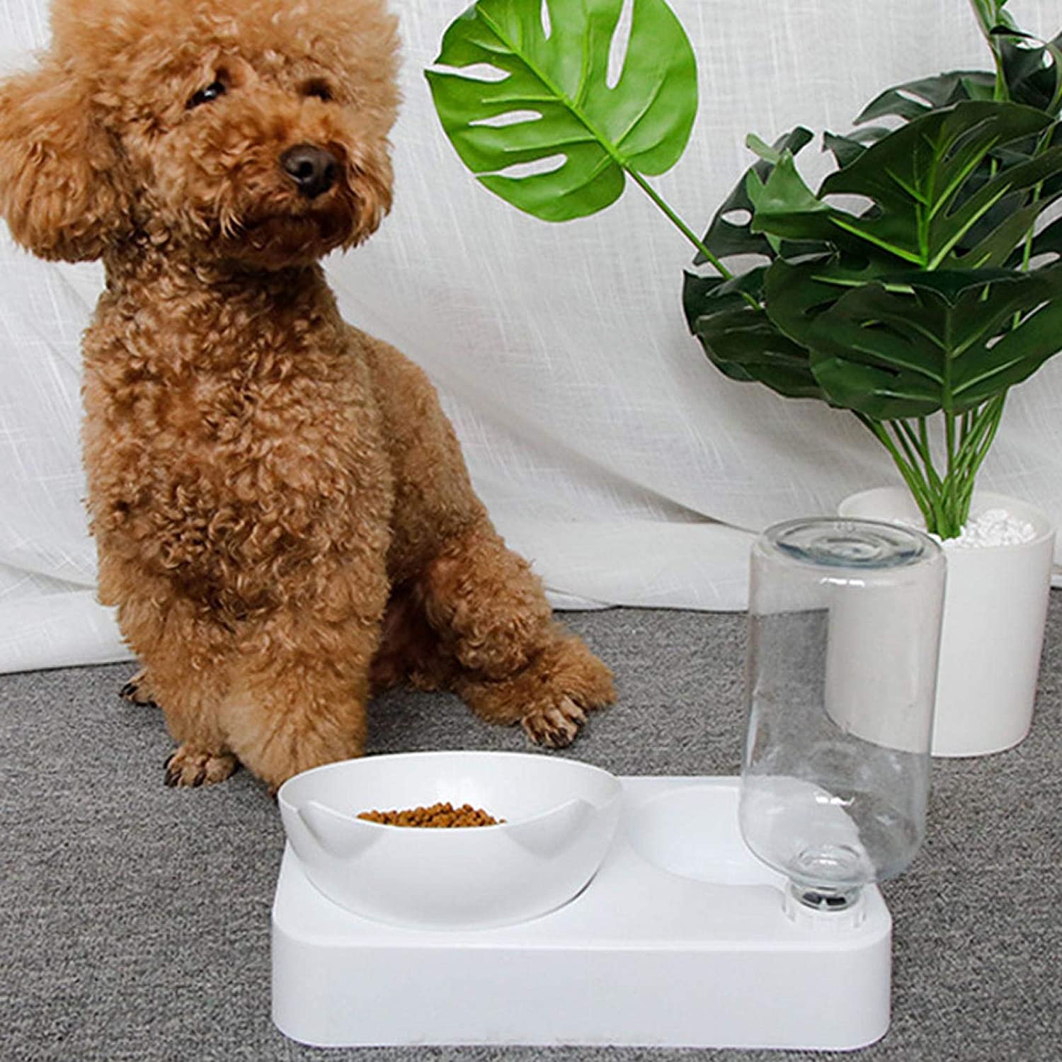 Rex - Pet Feeder – Calasca